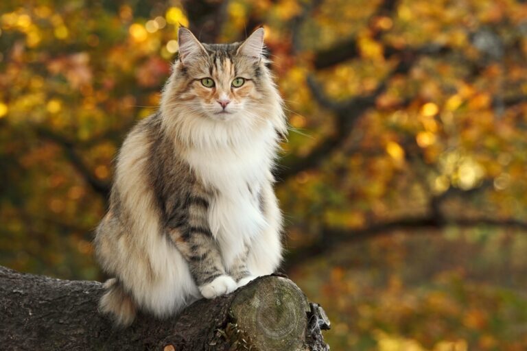 How Many Japanese Cat Breeds are There?
