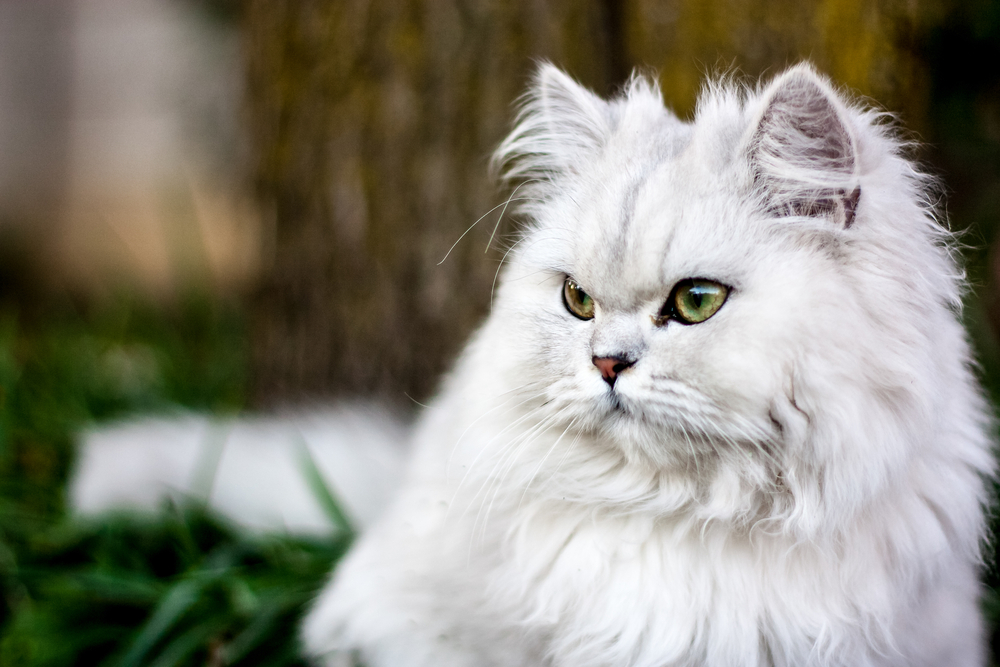 How Many Flat Faced Cat Breeds Are There?
