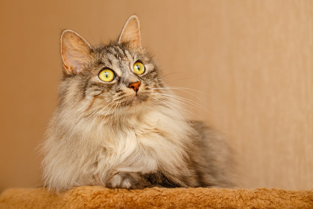 How Many Russian Cat Breeds are There?