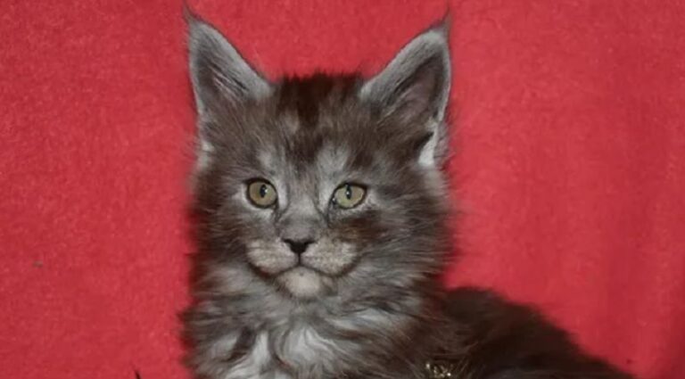 The 10 Best Maine Coon Breeders in Georgia